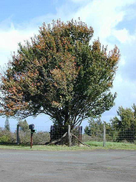 Photo of the entire plant of Fiddlewood Tree (Citharexylum spinosum ...