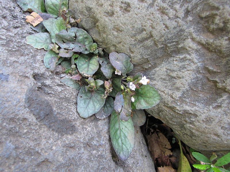 Photo of the habitat view of Red Flame (Strobilanthes reptans) posted ...