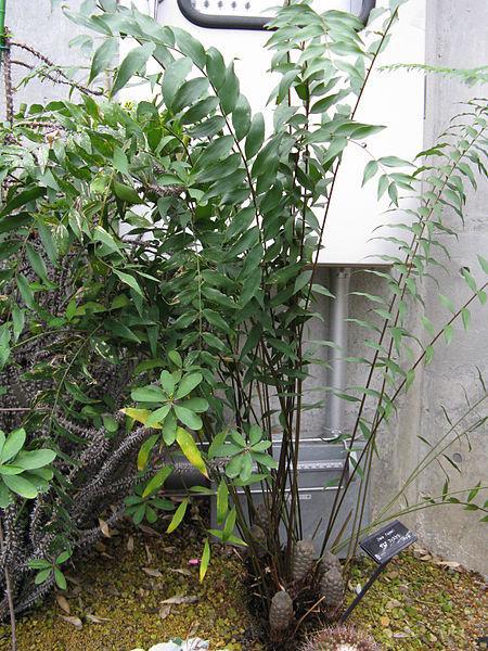 Cycad (Zamia fischeri) - Garden.org