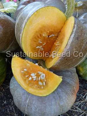 Winter Squash (Cucurbita 'Strawberry Crown') in the Gourds, Squashes ...