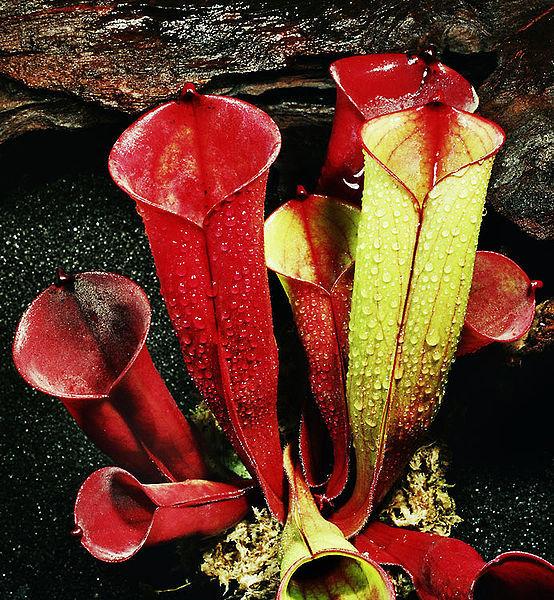 Sun Pitcher (Heliamphora folliculata) - Garden.org
