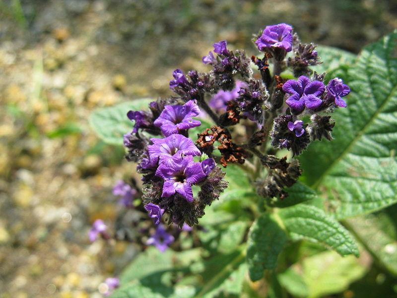 Photo of the bloom of Heliotrope (Heliotropium arborescens) posted by ...