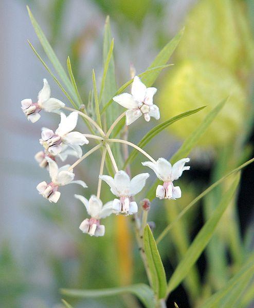 Photo of the bloom of Swan Milkweed (Gomphocarpus fruticosus) posted by ...