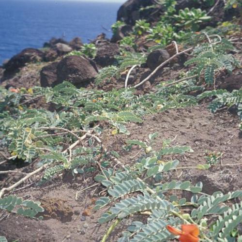 ʻOhai (Sesbania tomentosa) - Garden.org