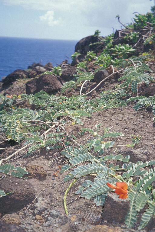ʻOhai (Sesbania tomentosa) - Garden.org
