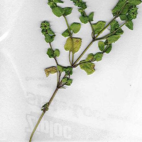 Staggerweed (Stachys arvensis) in the Lamb's Ears Database - Garden.org