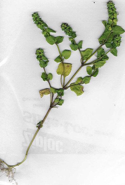 Staggerweed (Stachys arvensis) in the Lamb's Ears Database - Garden.org