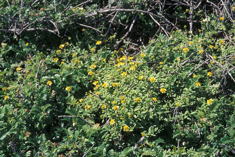 Nehe (Lipochaeta integrifolia) - Garden.org