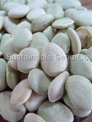 Lima Bean (Phaseolus lunatus 'Thorogreen Early') - Garden.org