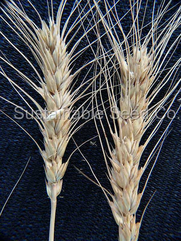 Wheat (Triticum 'Winter Alaska') - Garden.org