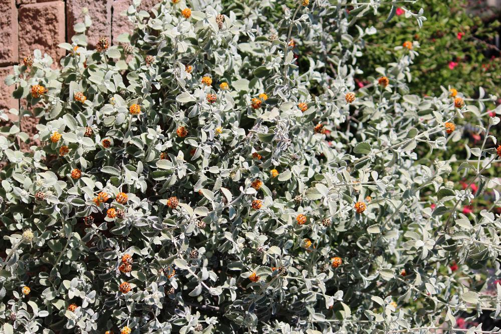 Photo of the entire plant of Woolly Butterfly Bush (Buddleja ...