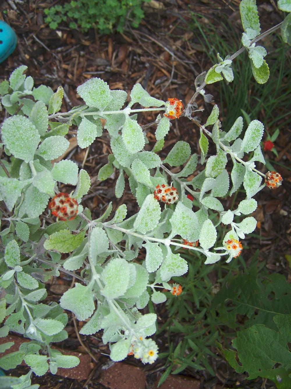 Photo of the entire plant of Woolly Butterfly Bush (Buddleja ...