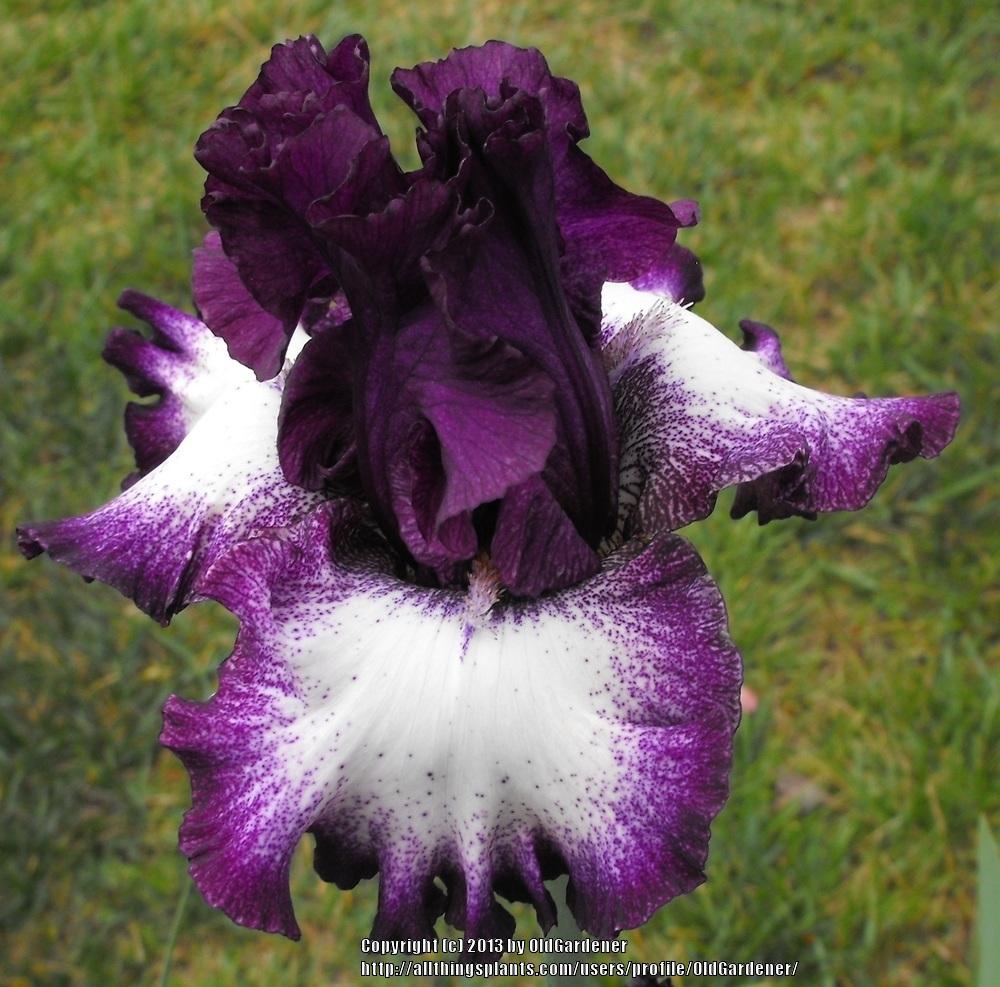 Photo of the bloom of Tall Bearded Iris (Iris 'Pirates' Den') posted by ...