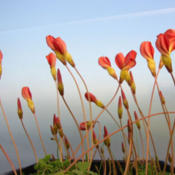 Wood-Sorrel (Oxalis inaequalis) in the Wood Sorrels Database - Garden.org