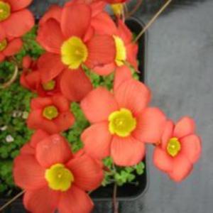 Wood-Sorrel (Oxalis inaequalis) in the Wood Sorrels Database - Garden.org