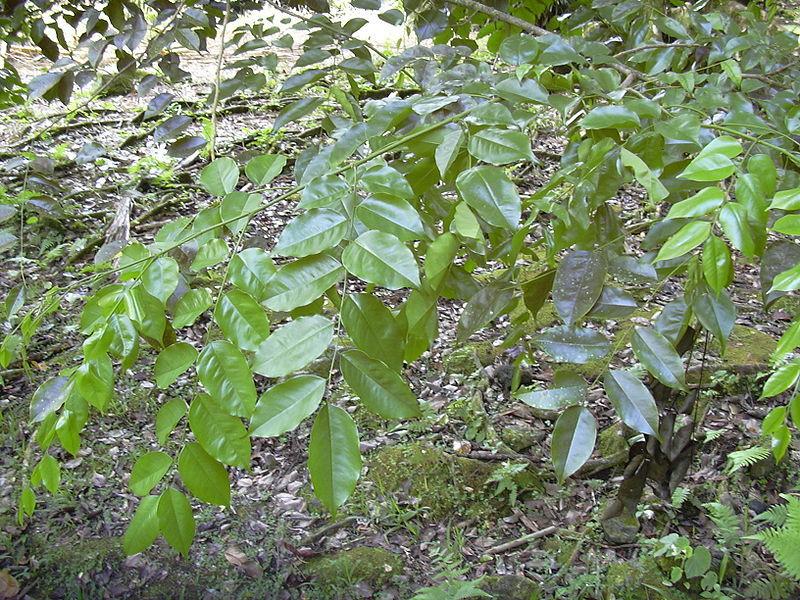 Photo of the entire plant of Pterocarpus indicus f. echinatus posted by ...