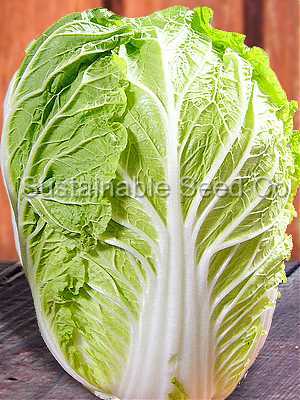 Chinese Cabbage (Brassica rapa subsp. chinensis 'Michihli Jade Pagoda ...