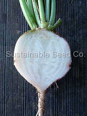 Beet (Beta 'White Albino') in the Beets Database - Garden.org