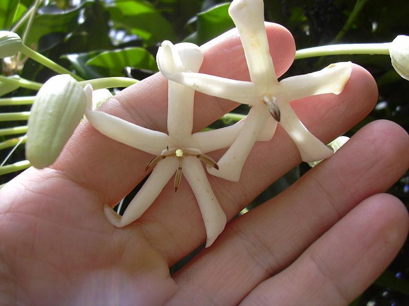 Needle-Flower Tree (Posoqueria latifolia) - Garden.org