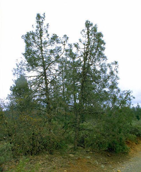 Knobcone pine (Pinus attenuata) - Garden.org
