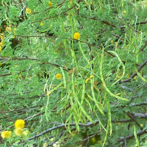 Whitethorn (Acacia constricta) - Garden.org
