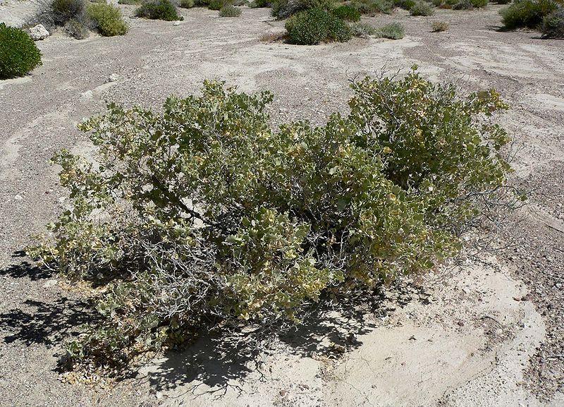 Desert holly (Atriplex hymenelytra) - Garden.org