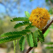 Photo of the bloom of Texas Huisache (Acacia smallii) posted by ...