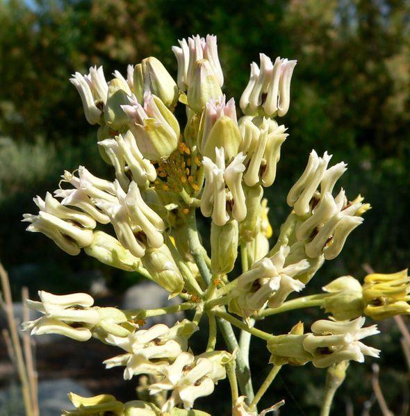 Rush Milkweed (Asclepias subulata) in the Milkweeds Database - Garden.org