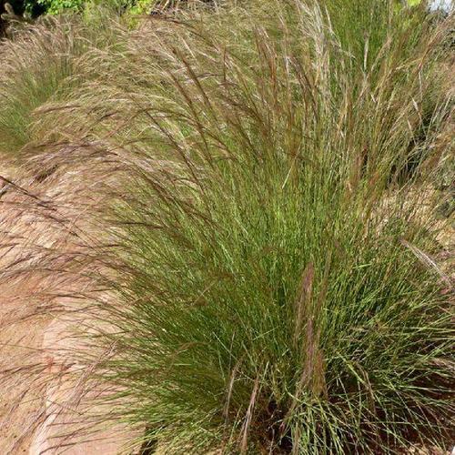 Purple Three-Awn (Aristida purpurea) - Garden.org