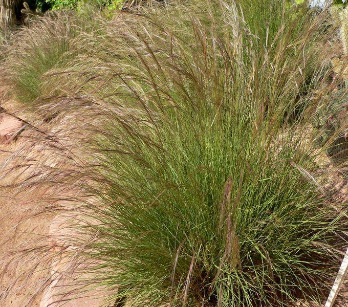 Purple Three-Awn (Aristida purpurea) - Garden.org