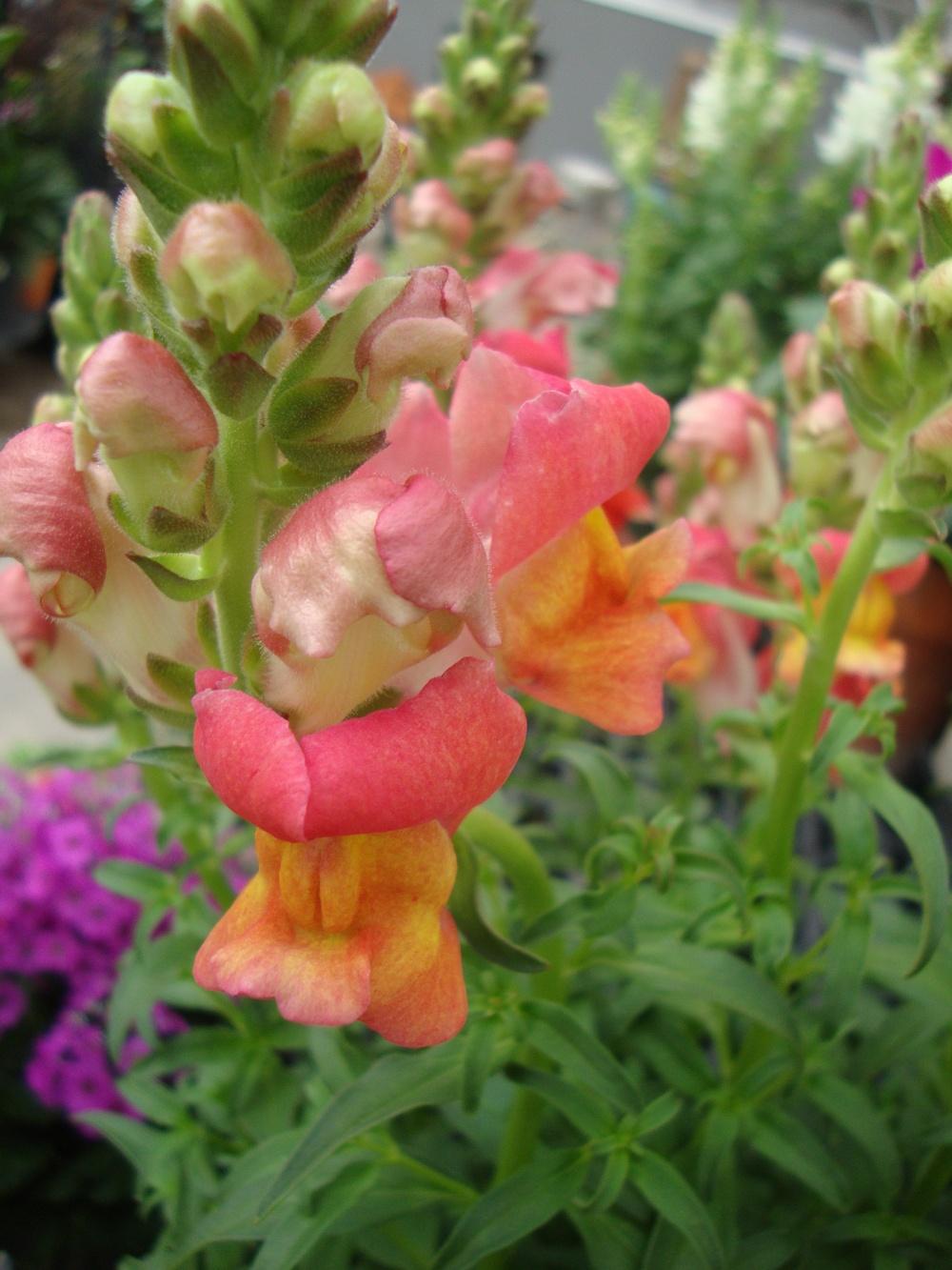 Photo of the bloom of Snapdragon (Antirrhinum majus Solstice™ Orange ...