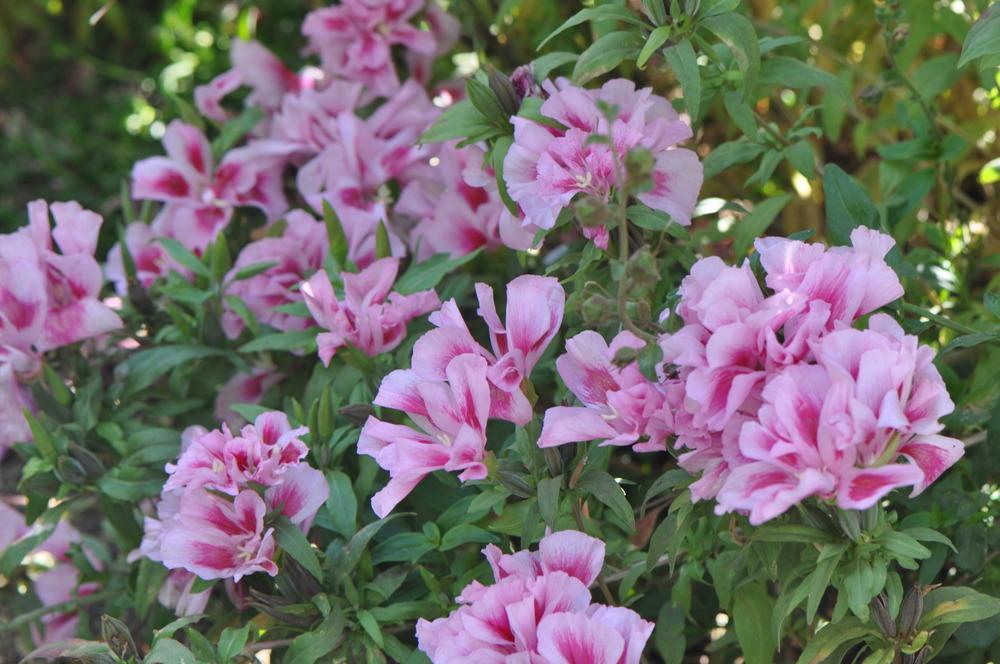 Godetia (Clarkia amoena 'Rembrandt') - Garden.org