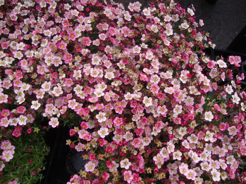Photo of the bloom of Rockfoil (Saxifraga 'Purple Robe') posted by ...