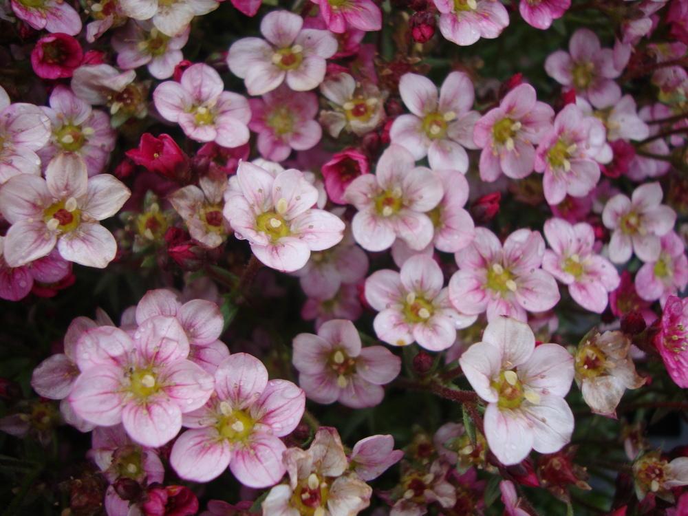 Photo of the bloom of Rockfoil (Saxifraga 'Purple Robe') posted by ...