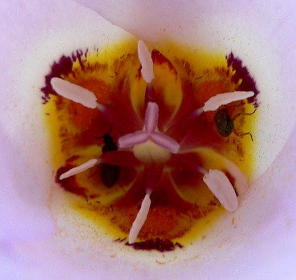 Twining Mariposa (Calochortus flexuosus) - Garden.org