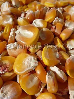 Dent Corn (Zea mays subsp. mays 'Hickory King Yellow') in the Corn ...