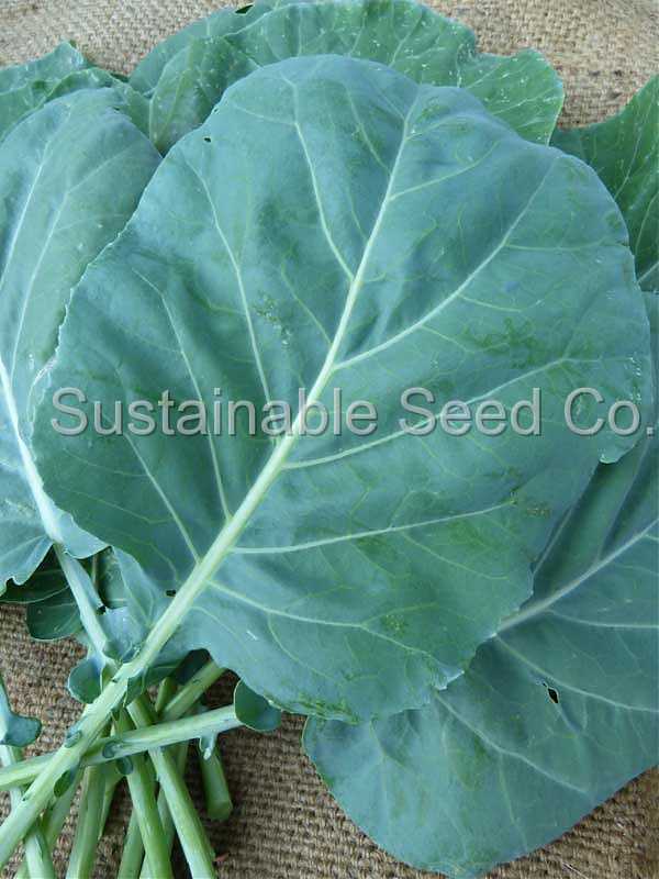 Collards (Brassica oleracea var. viridis 'Champion') in the Brassicas ...