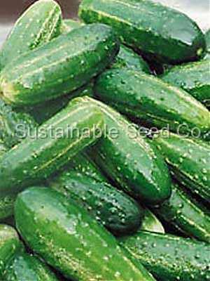 Cucumber (Cucumis sativus 'Bush Pickle') in the Cucumbers Database ...