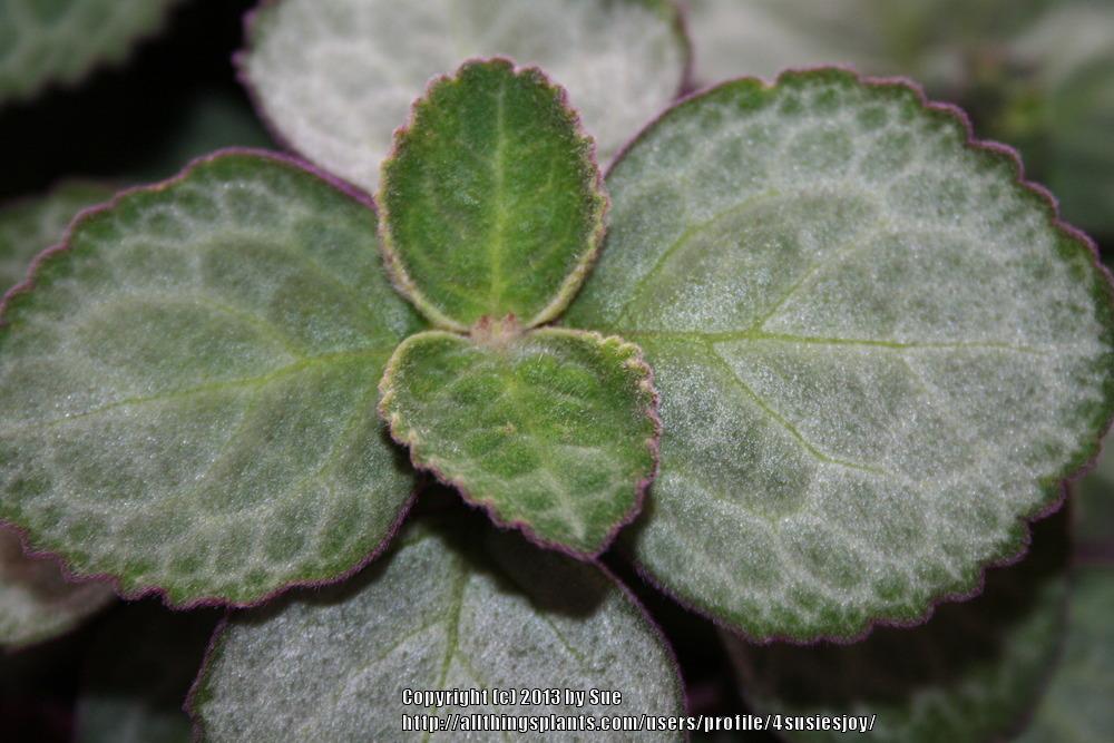 Photo of the stem, scape, stalk or bark of Plectranthus (Plectranthus ...