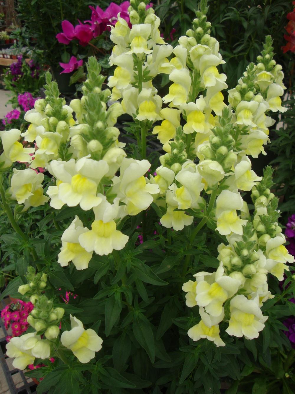 Photo of the entire plant of Snapdragon (Antirrhinum majus Solstice ...