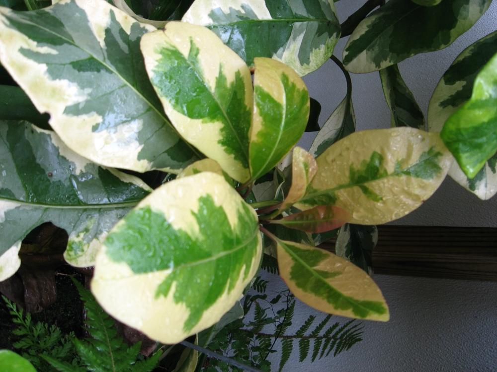 Photo of the leaves of Variegated Bird Catcher Tree. (Ceodes umbellata ...