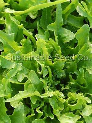 Lettuce (Lactuca sativa 'Royal Oak Leaf') in the Lettuces Database ...