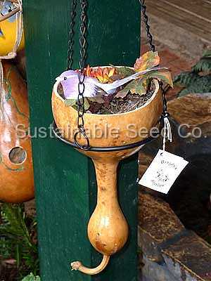 Gourd (Lagenaria siceraria 'Long Handled Dipper') - Garden.org