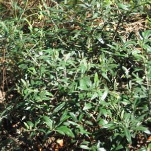 Dwarf Olive (Olea europaea 'Little Ollie') - Garden.org