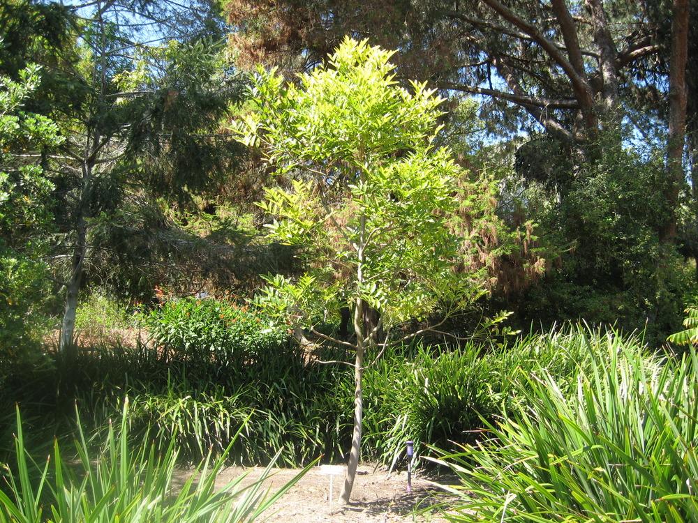 Photo of the entire plant of Flindersia australis posted by wcgypsy ...