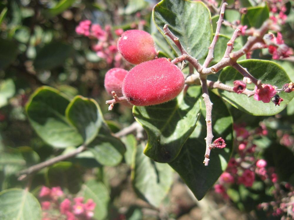 Photo of the fruit of Pink Flowering Sumac (Rhus lentii) posted by ...