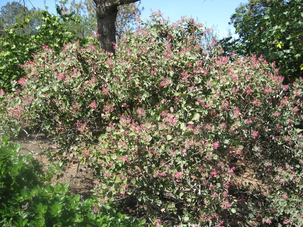 Photo of the entire plant of Pink Flowering Sumac (Rhus lentii) posted ...