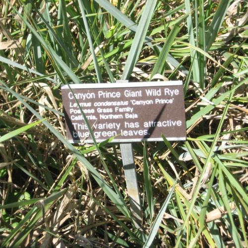 Giant Wild Rye (Leymus condensatus 'Canyon Prince') - Garden.org