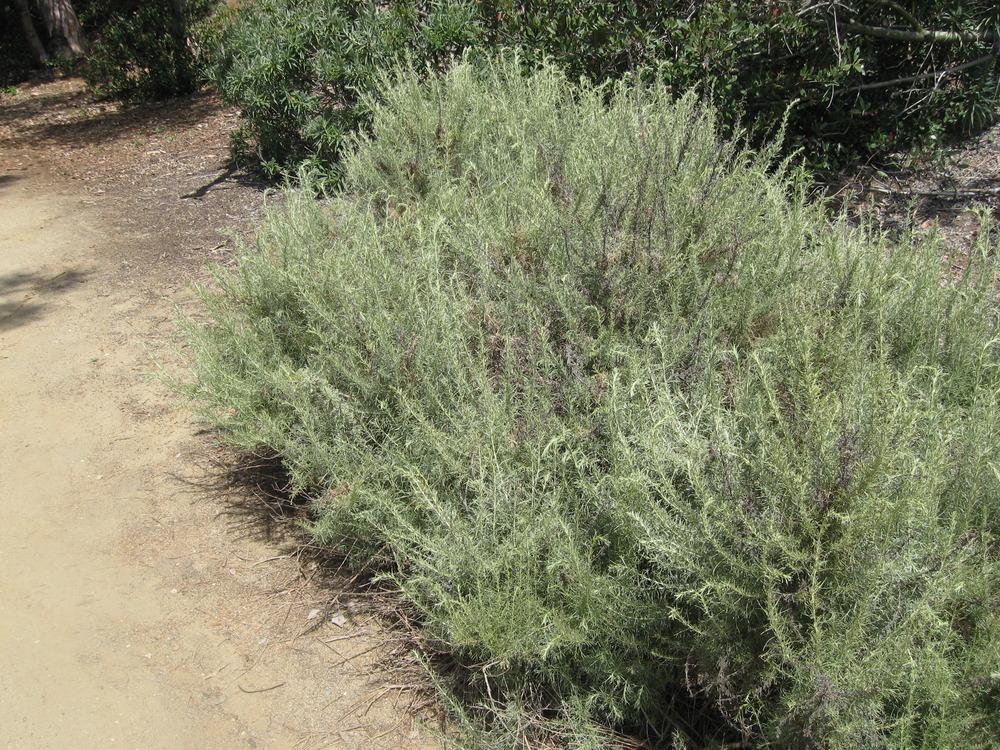 Photo of the entire plant of Coastal Sagebrush (Artemisia californica ...