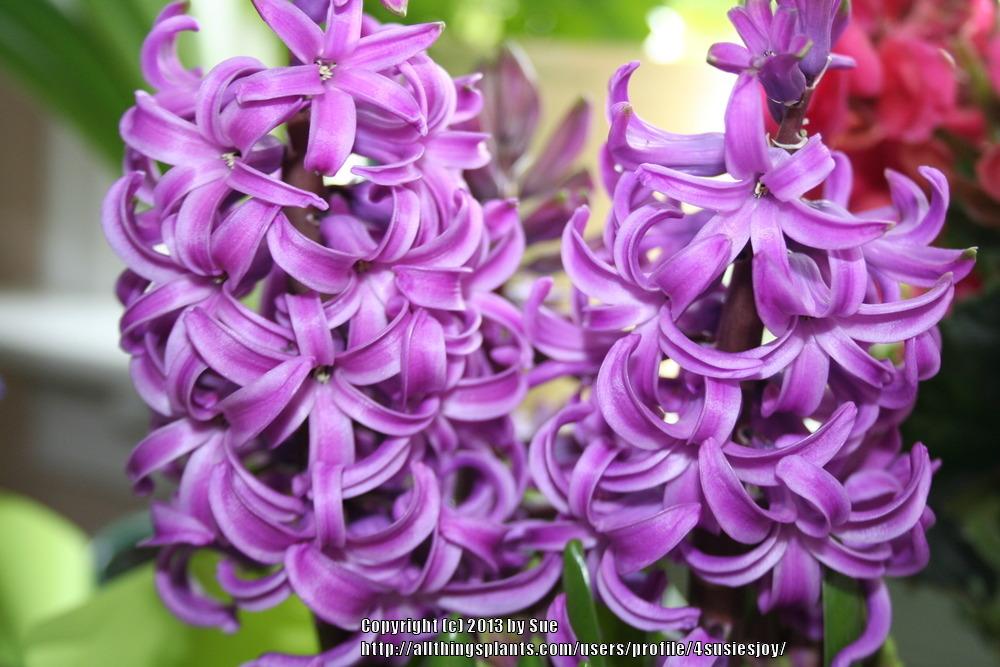 Dutch Hyacinth (Hyacinthus orientalis 'Purple Voice') in the Hyacinths Database - Garden.org